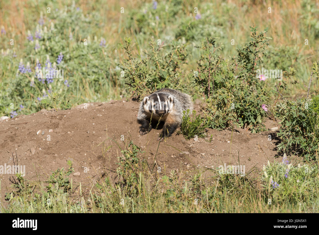 American badger den hi-res stock photography and images - Alamy