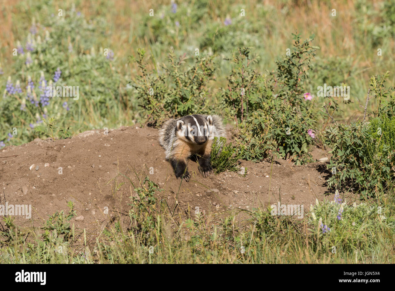 North American badger, Yellowstone National Park Stock Photo - Alamy