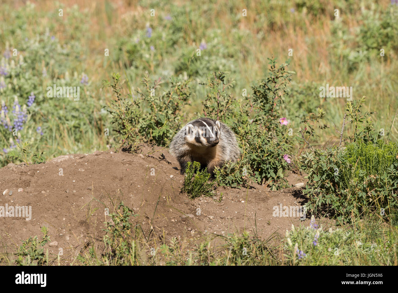 North American badger, Yellowstone National Park Stock Photo - Alamy