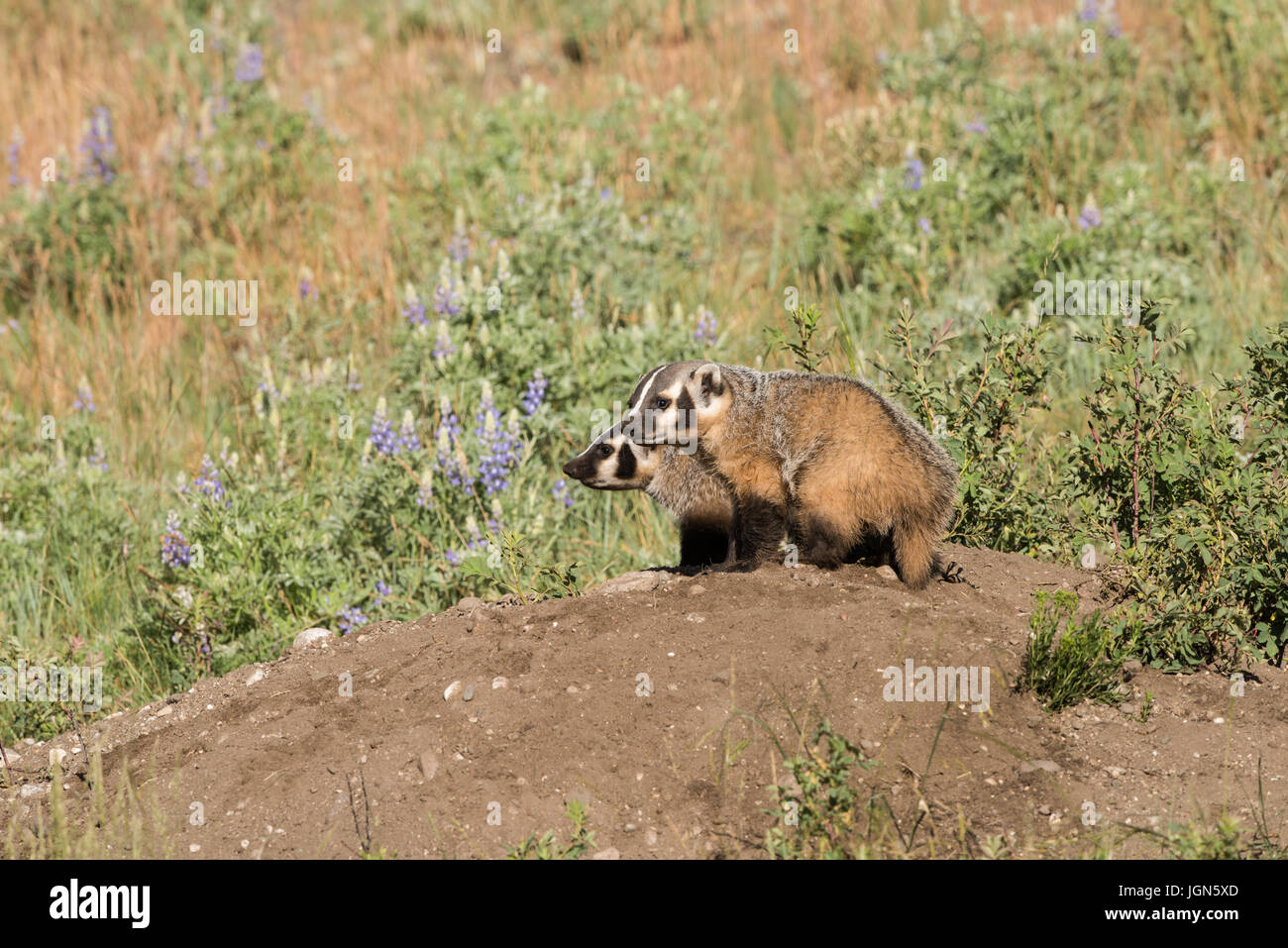 North American badger, Yellowstone National Park Stock Photo - Alamy