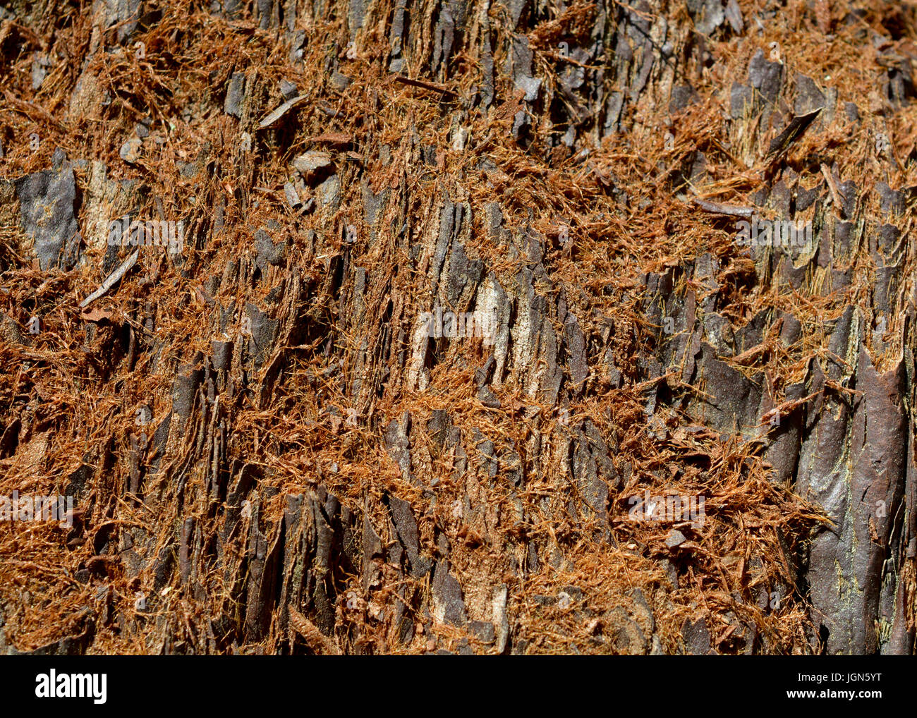 Sequoiadendron Giganteum Bark