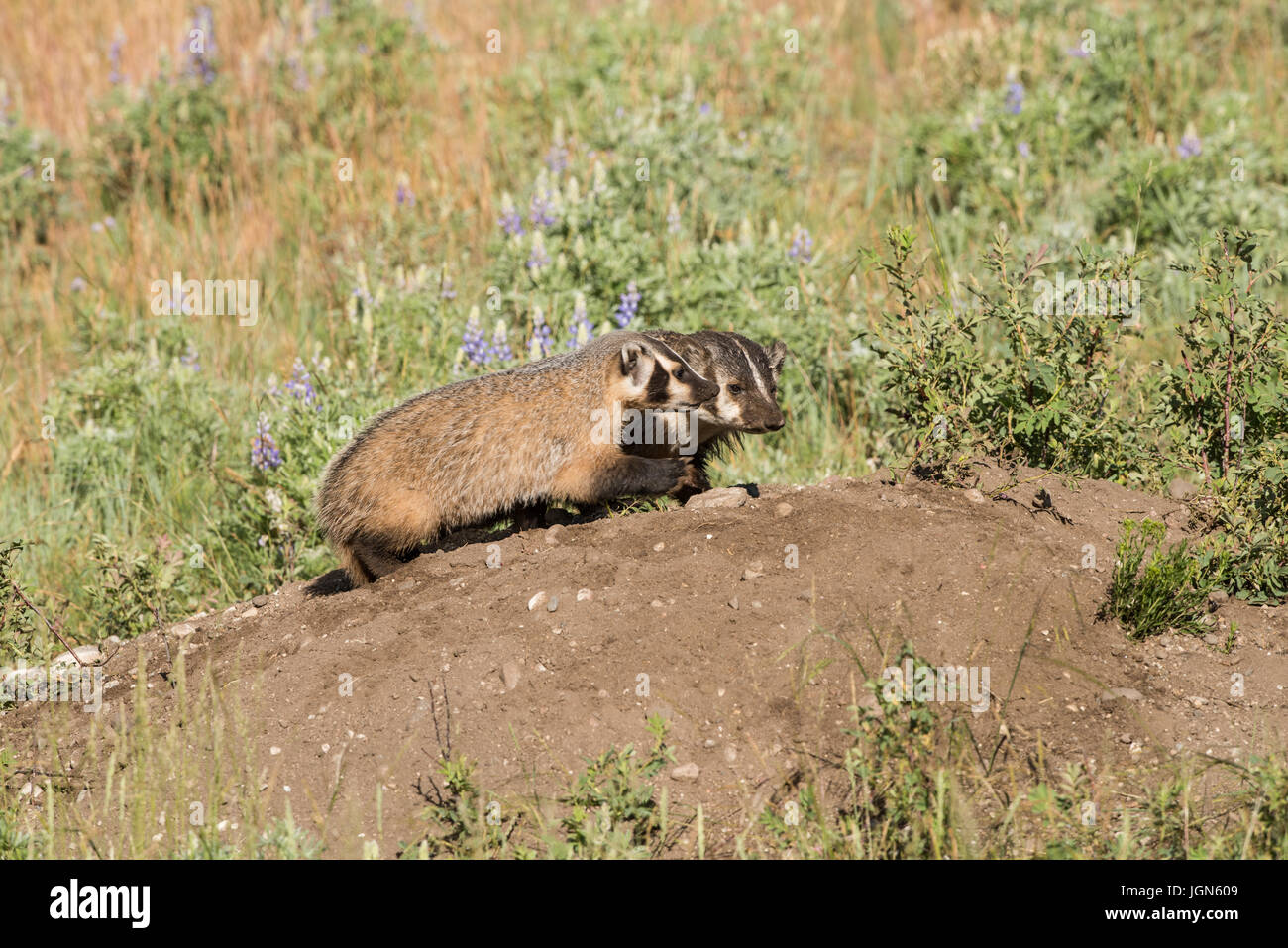 American badger kit hi-res stock photography and images - Alamy