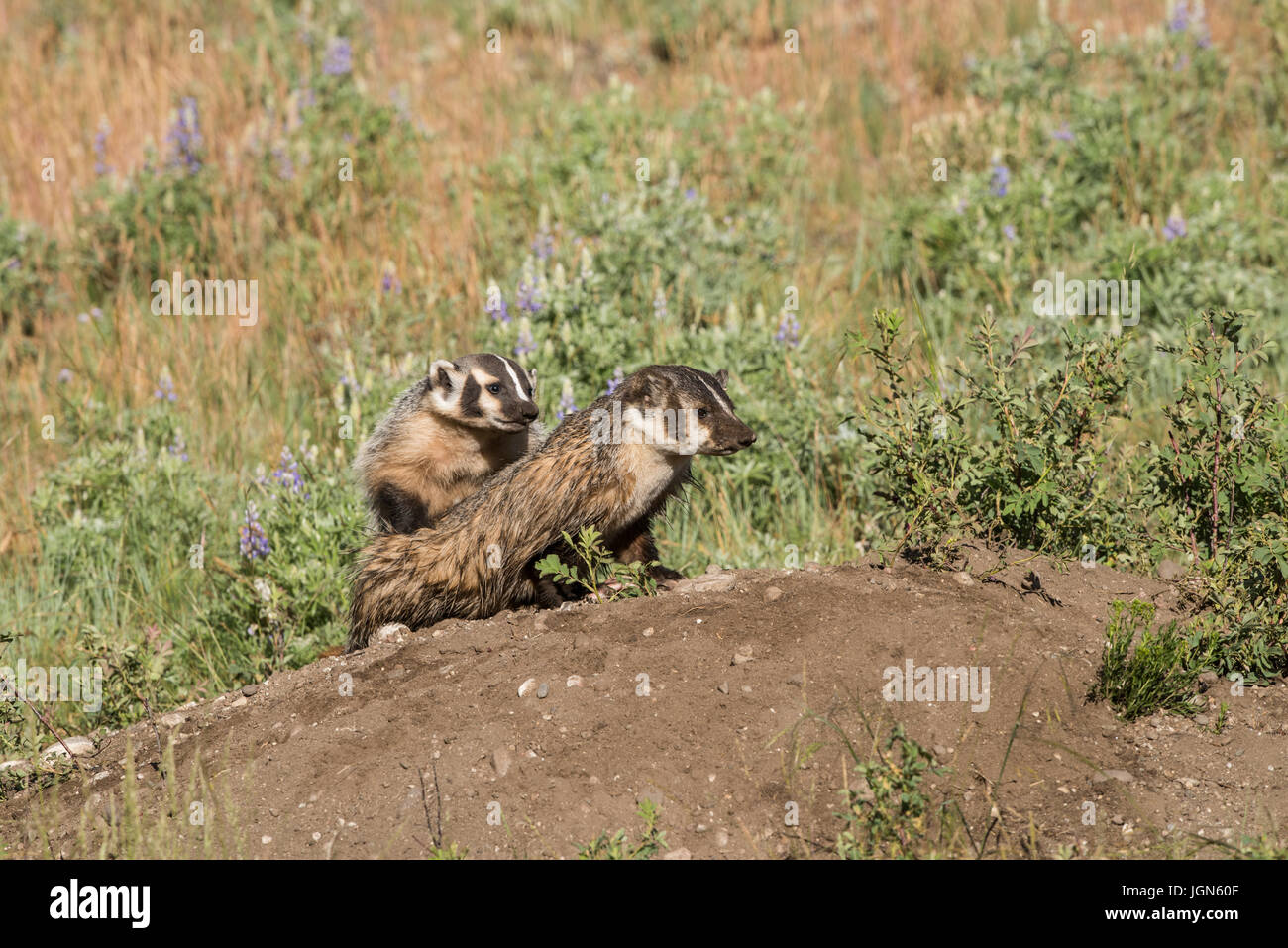 American badger kit hi-res stock photography and images - Alamy