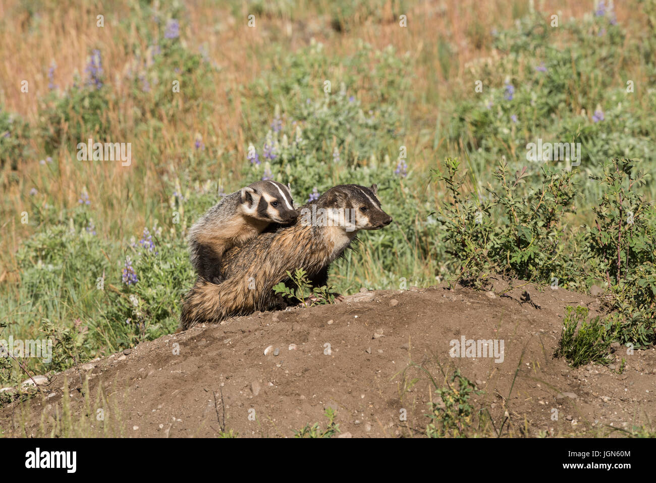 North American badger, Yellowstone National Park Stock Photo - Alamy