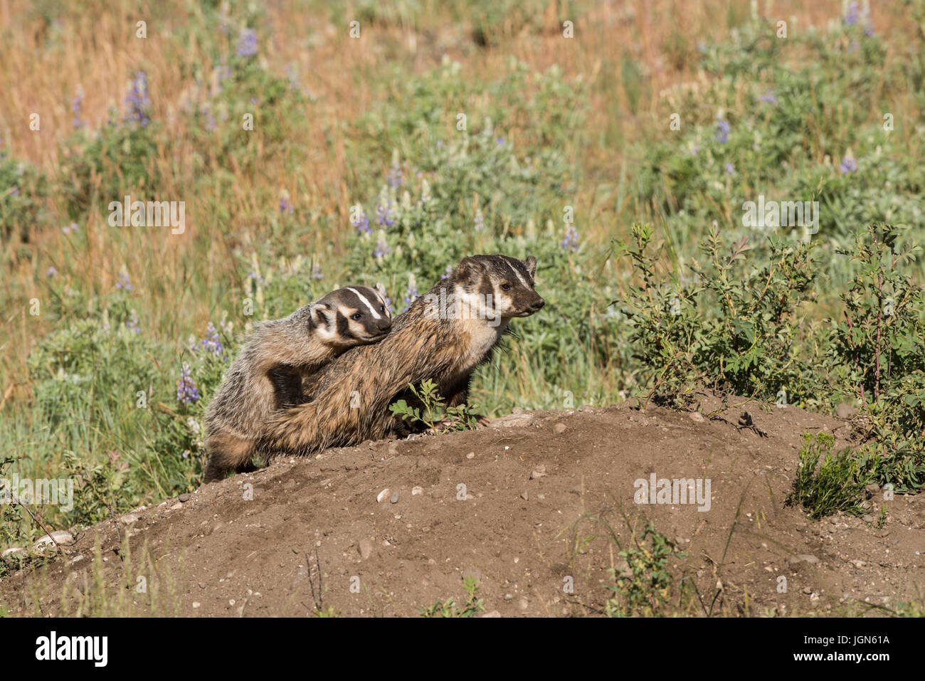 American badger kit hi-res stock photography and images - Alamy