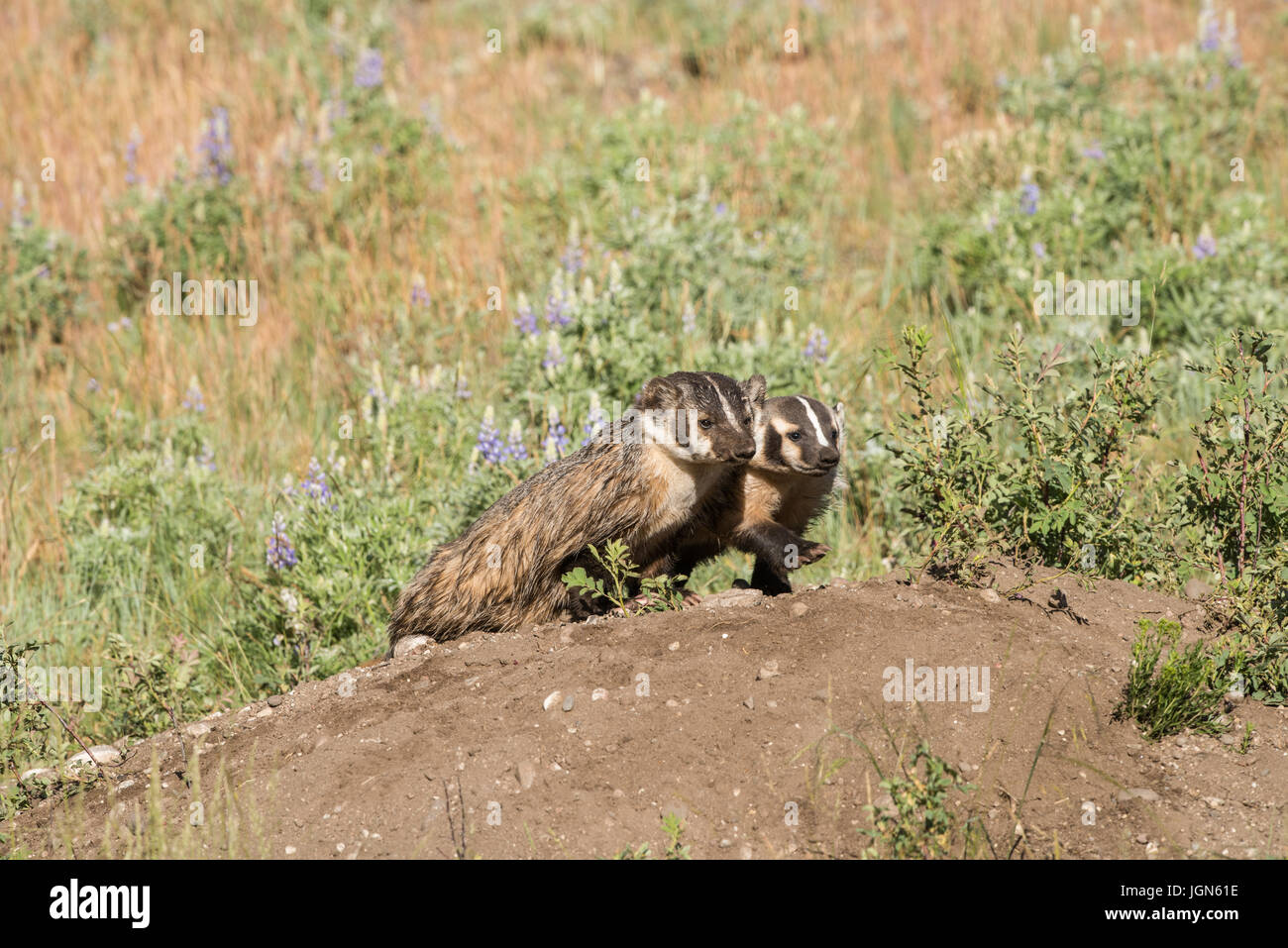 American badger den hi-res stock photography and images - Alamy