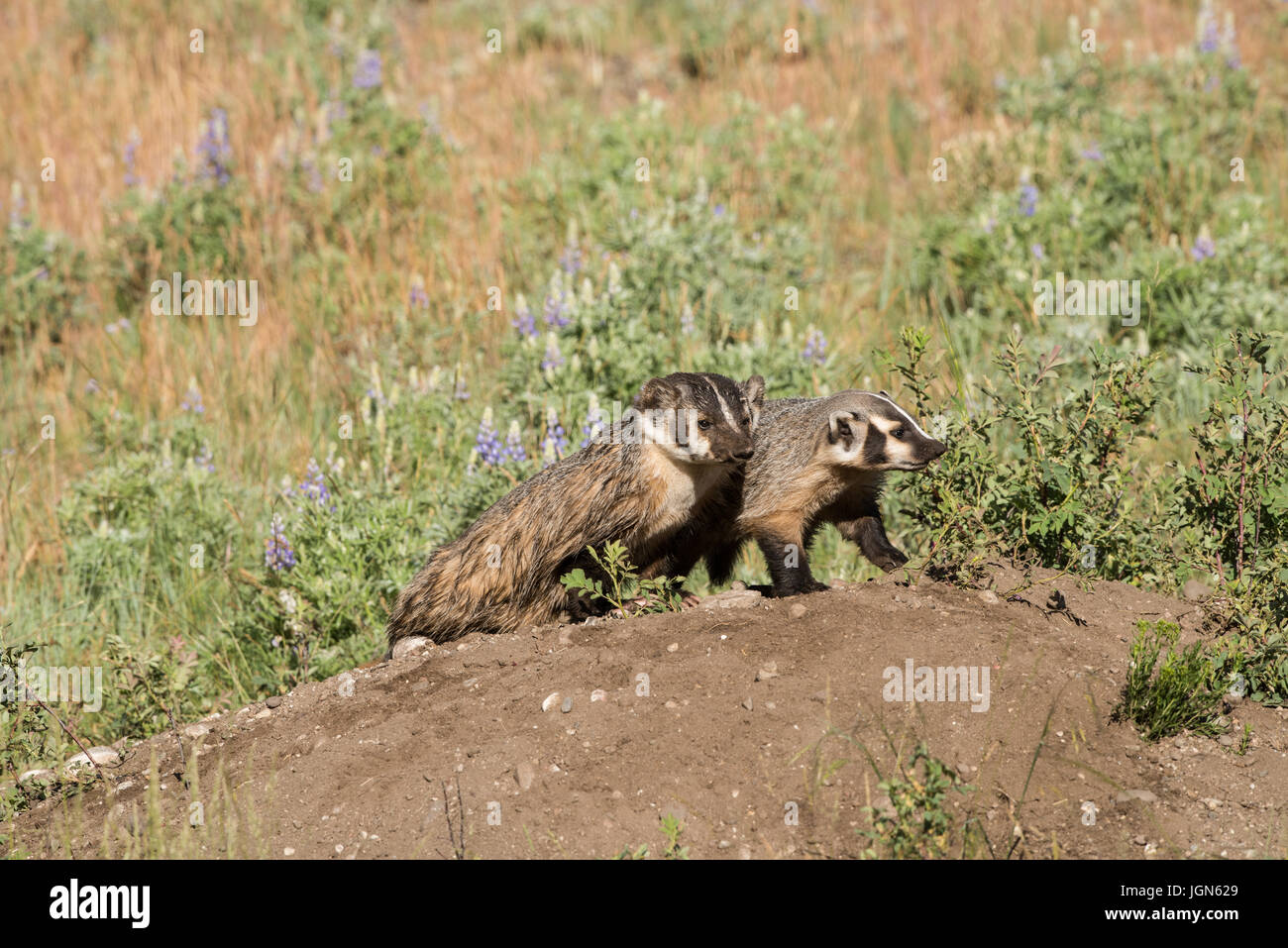 American badger kit hi-res stock photography and images - Alamy