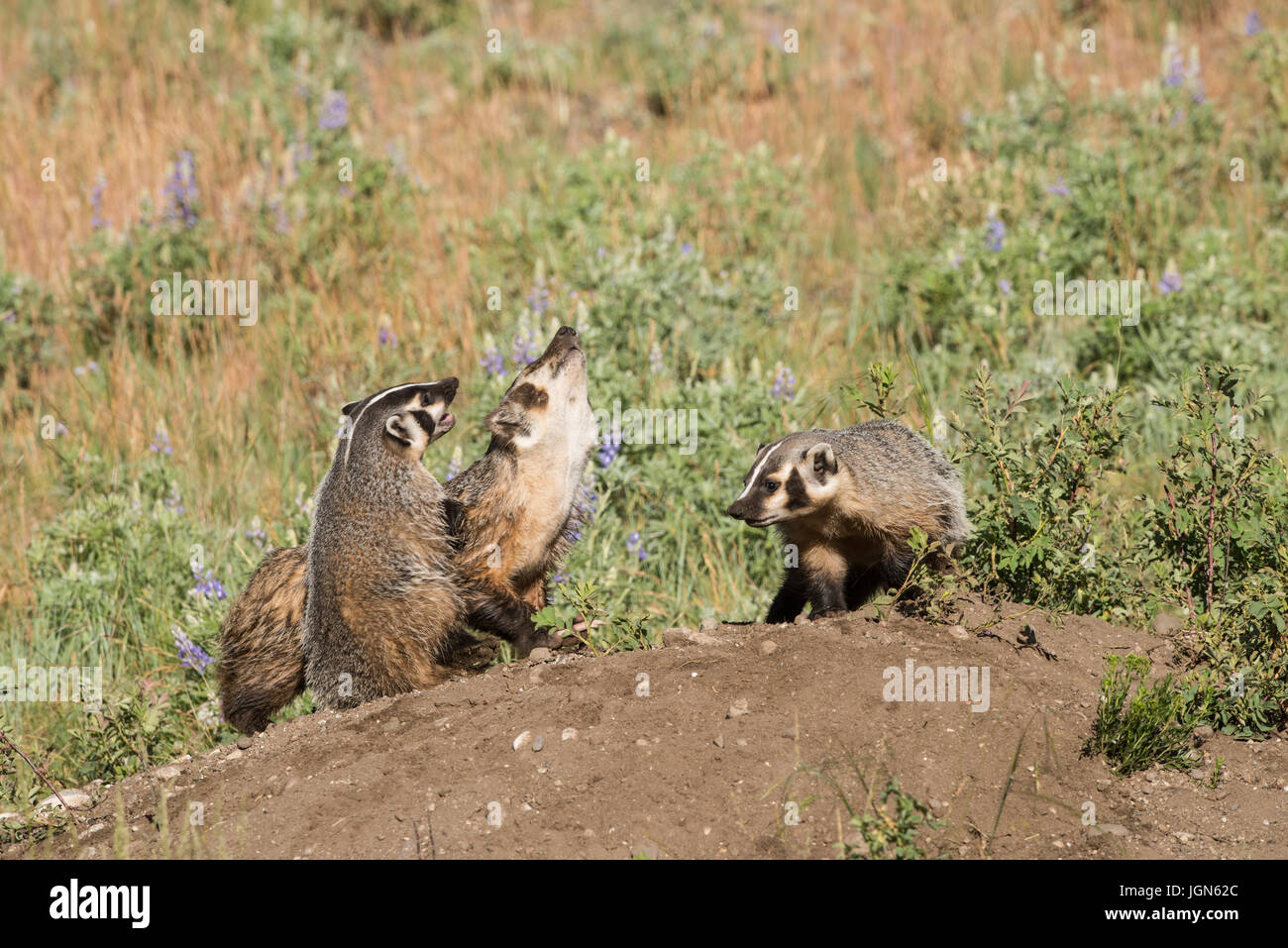 North American badger, Yellowstone National Park Stock Photo - Alamy