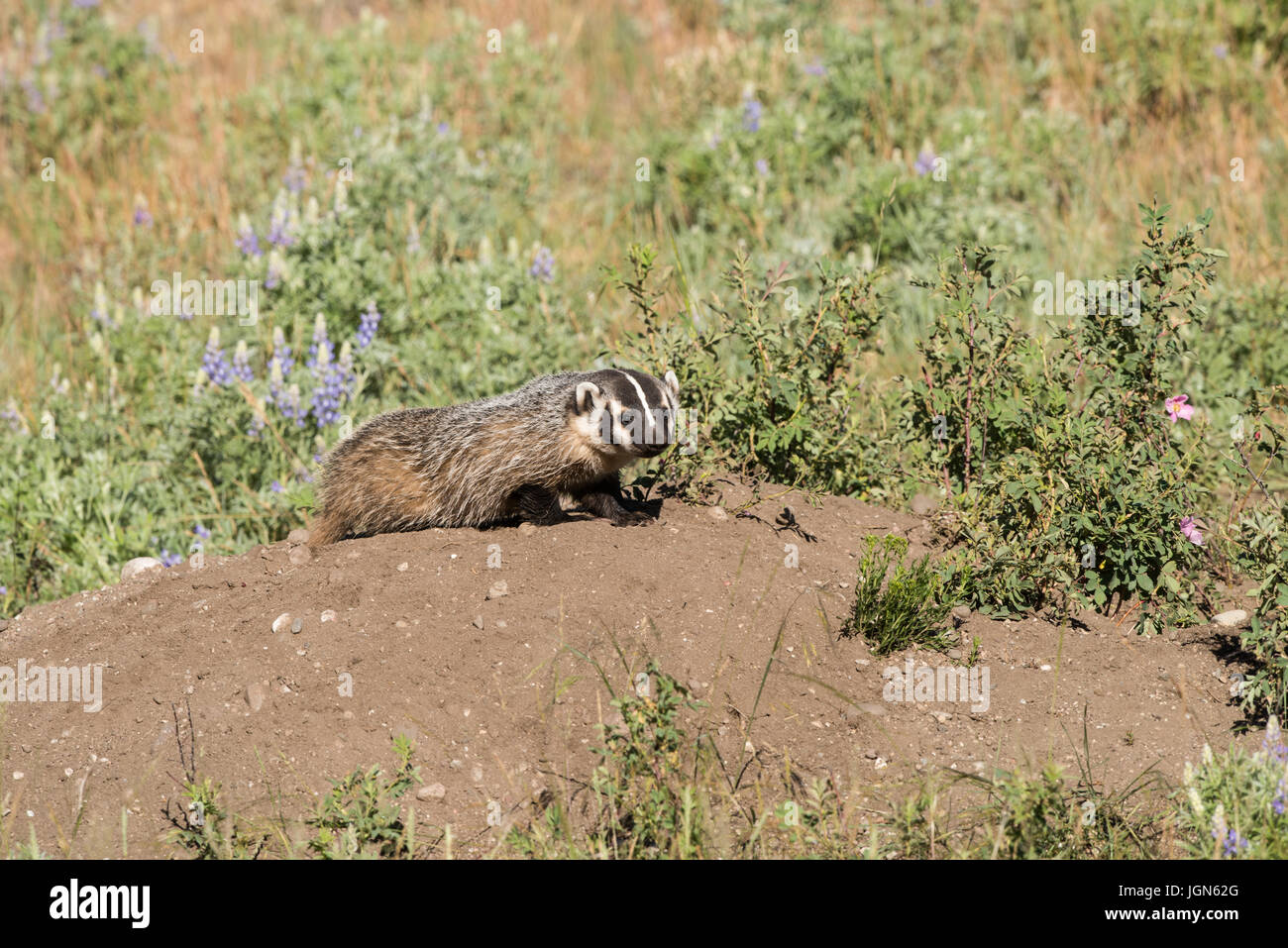 American badger kit hi-res stock photography and images - Alamy