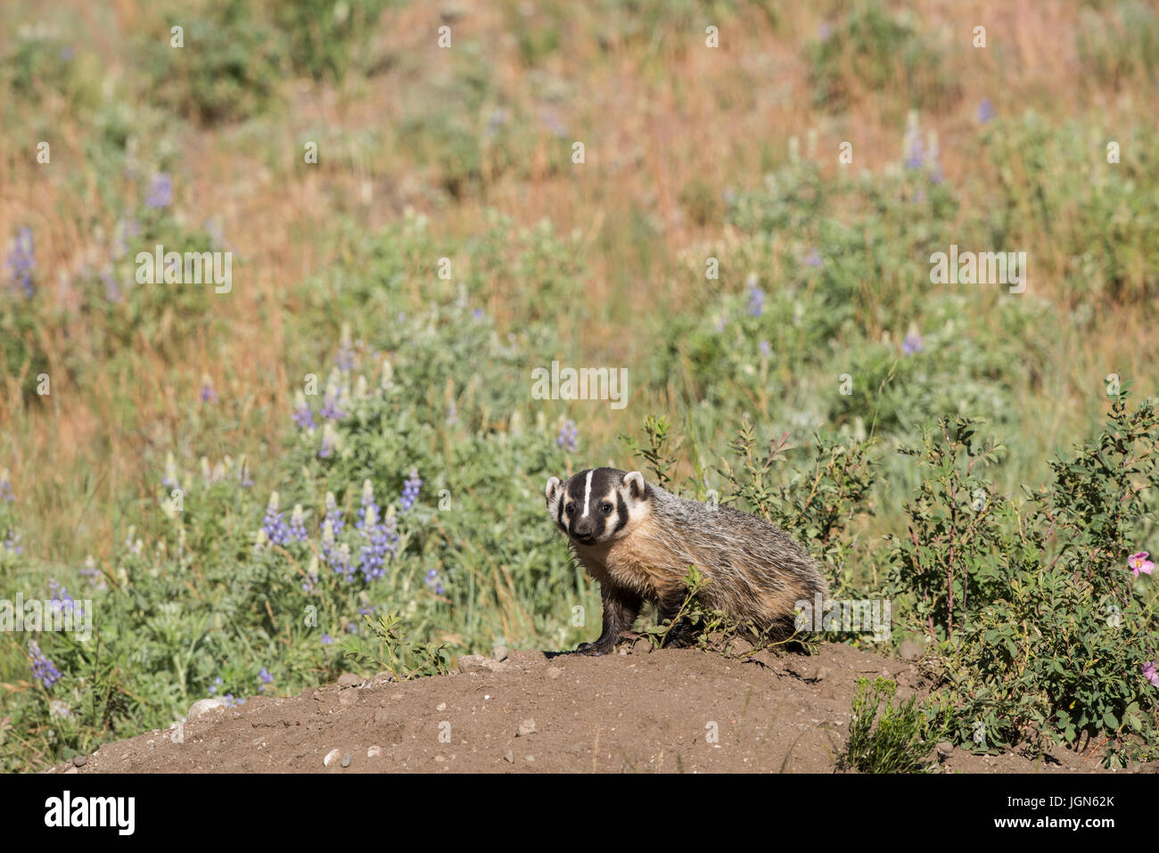 Yellowstone badgers hi-res stock photography and images - Alamy