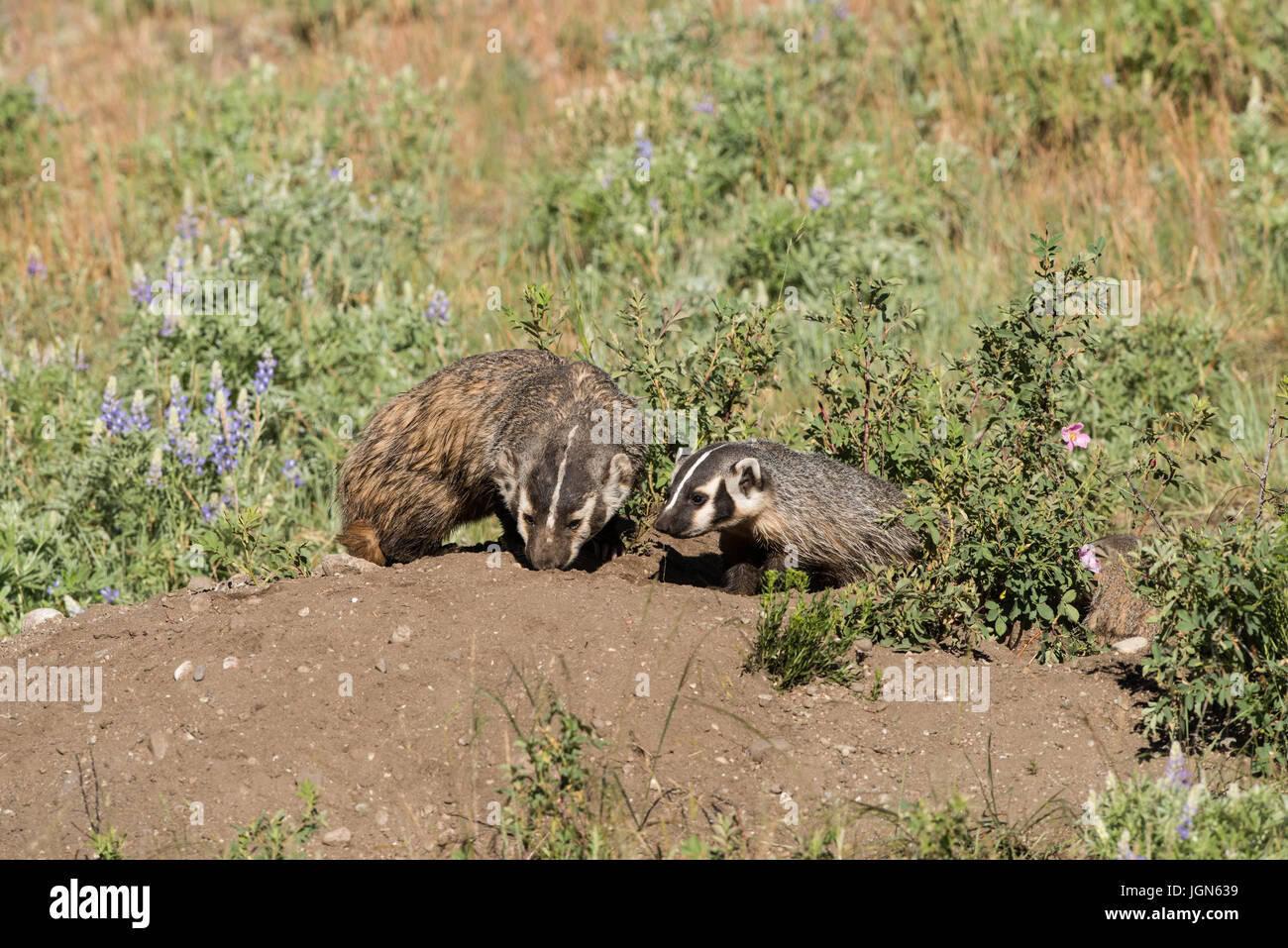 American badger kit hi-res stock photography and images - Alamy