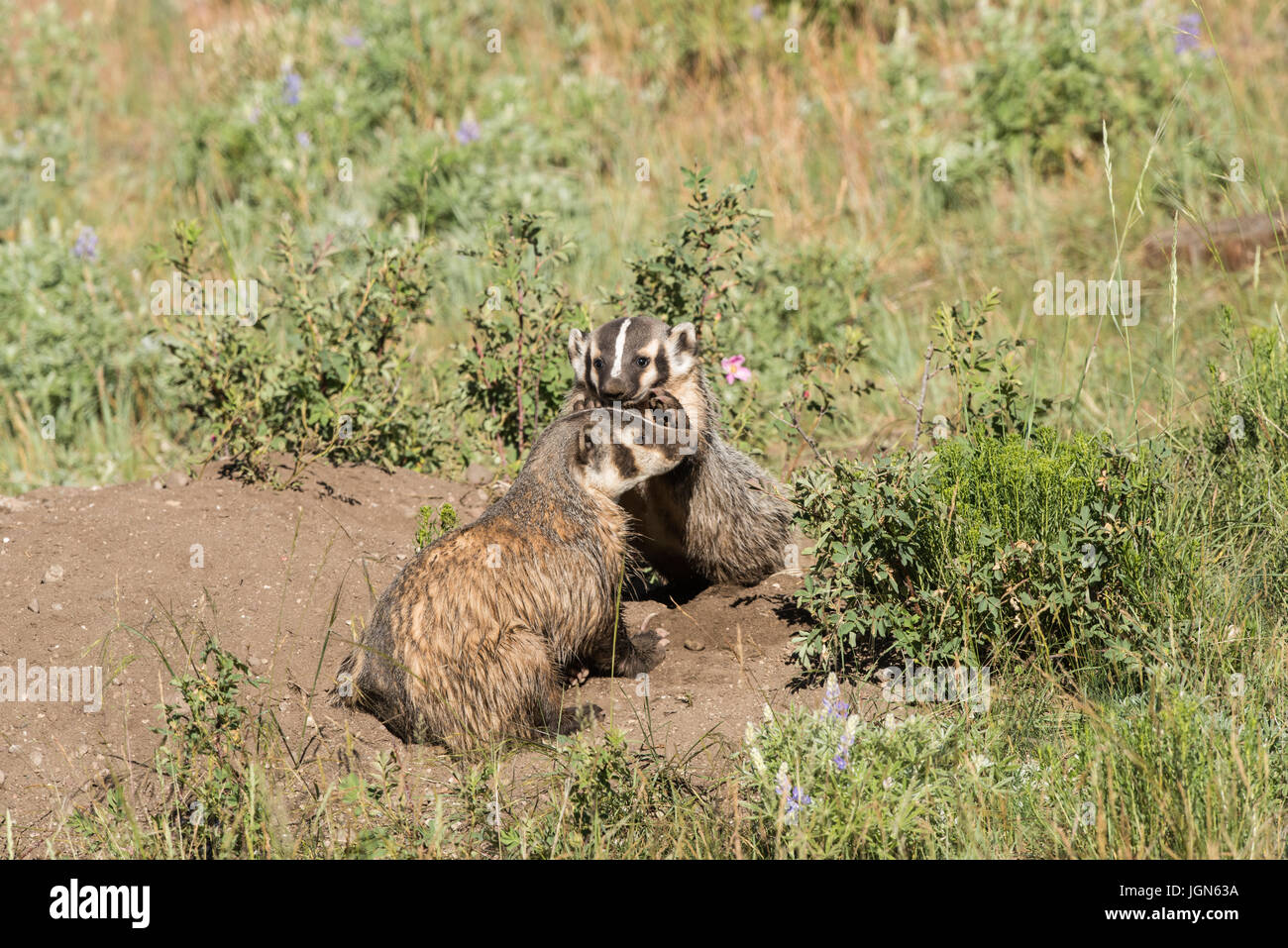 American badger kit hi-res stock photography and images - Alamy