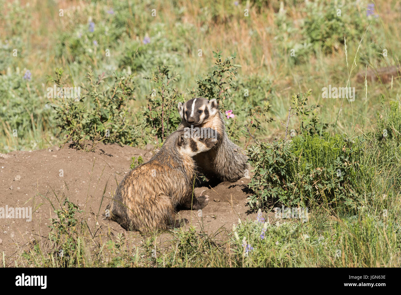 North American badger, Yellowstone National Park Stock Photo - Alamy