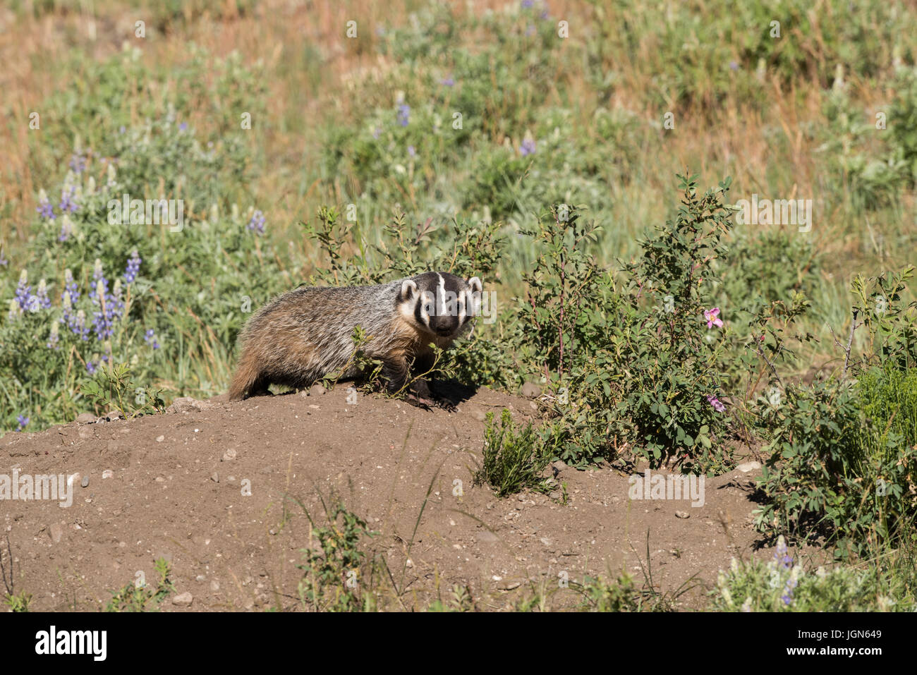 American badger kit hi-res stock photography and images - Alamy