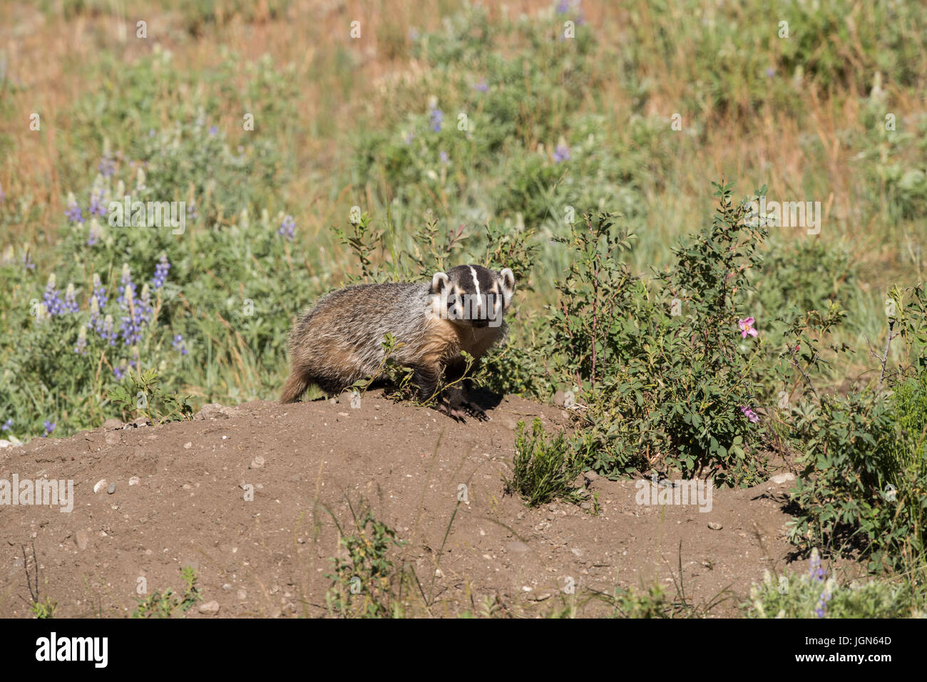 North American badger, Yellowstone National Park Stock Photo - Alamy