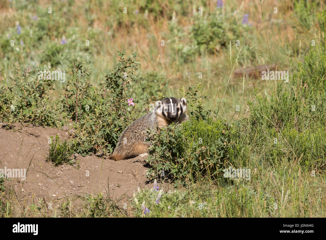 North American badger, Yellowstone National Park Stock Photo - Alamy