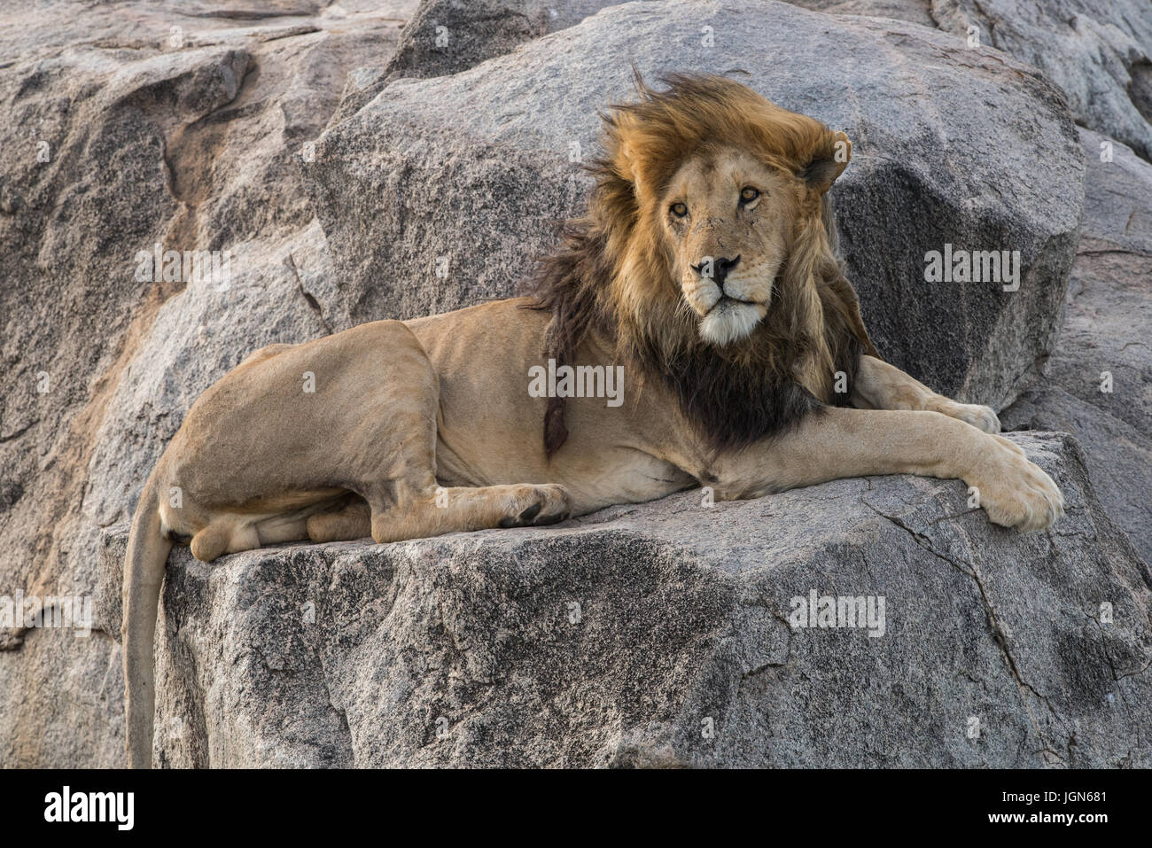 Kopje serengeti hi-res stock photography and images - Alamy