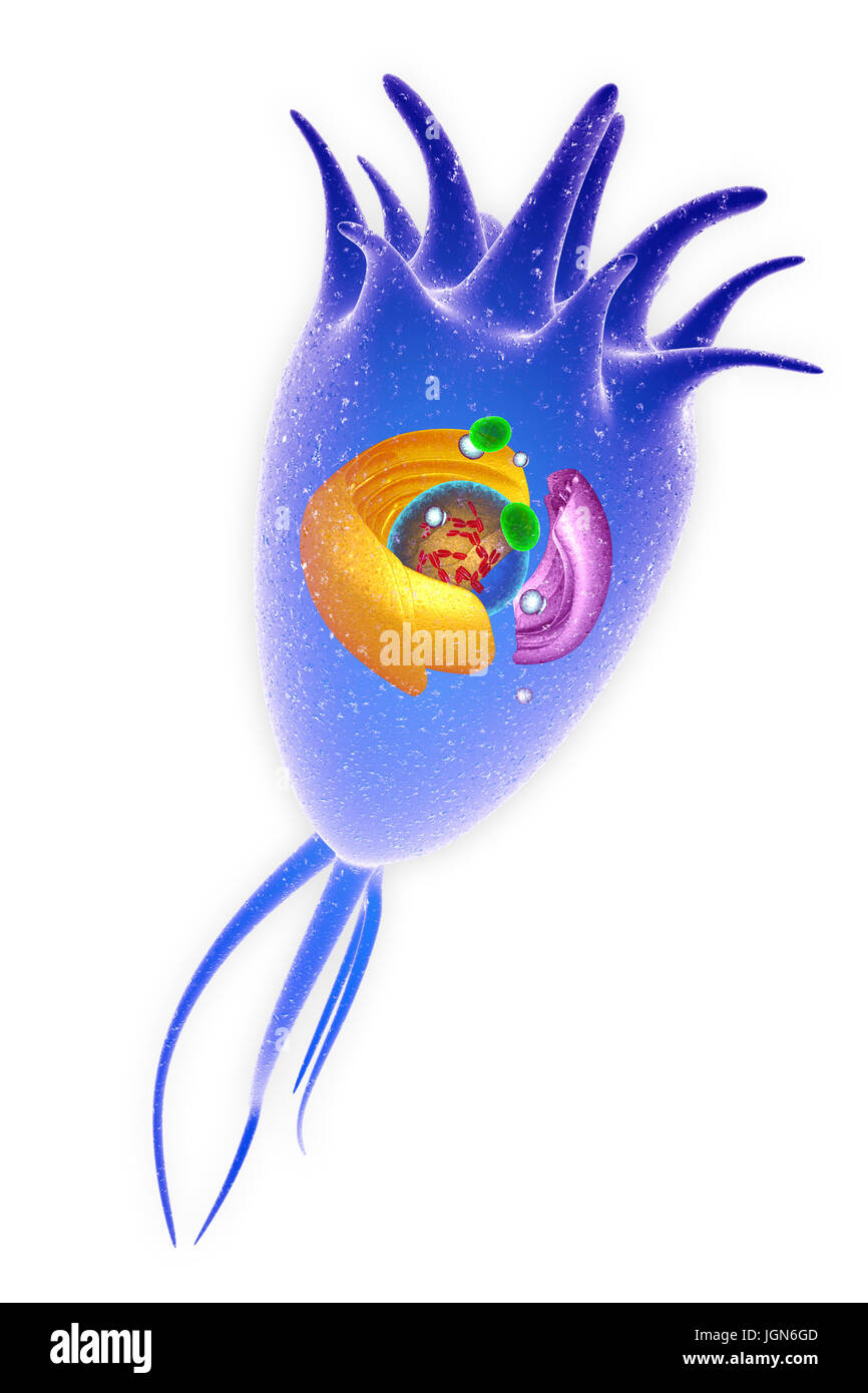 Cell lining Cut Out Stock Images & Pictures - Alamy