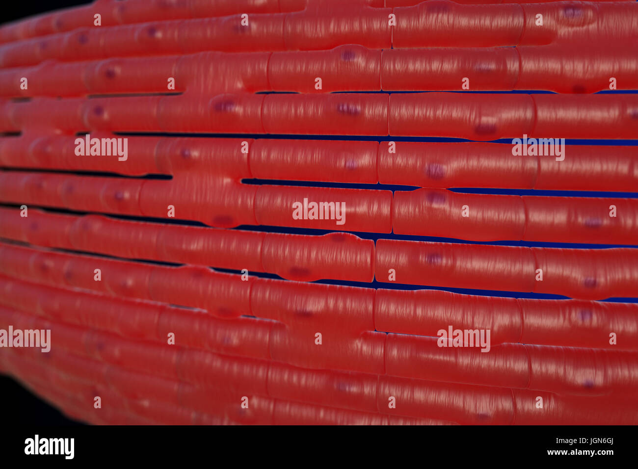Illustration of cardiac muscle fibres. Cardiac muscle is under ...
