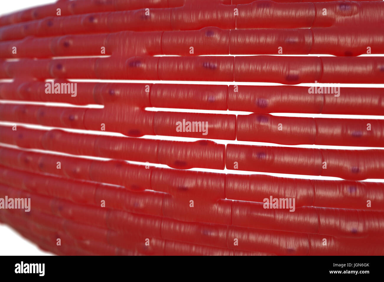 Illustration of cardiac muscle fibres. Cardiac muscle is under ...