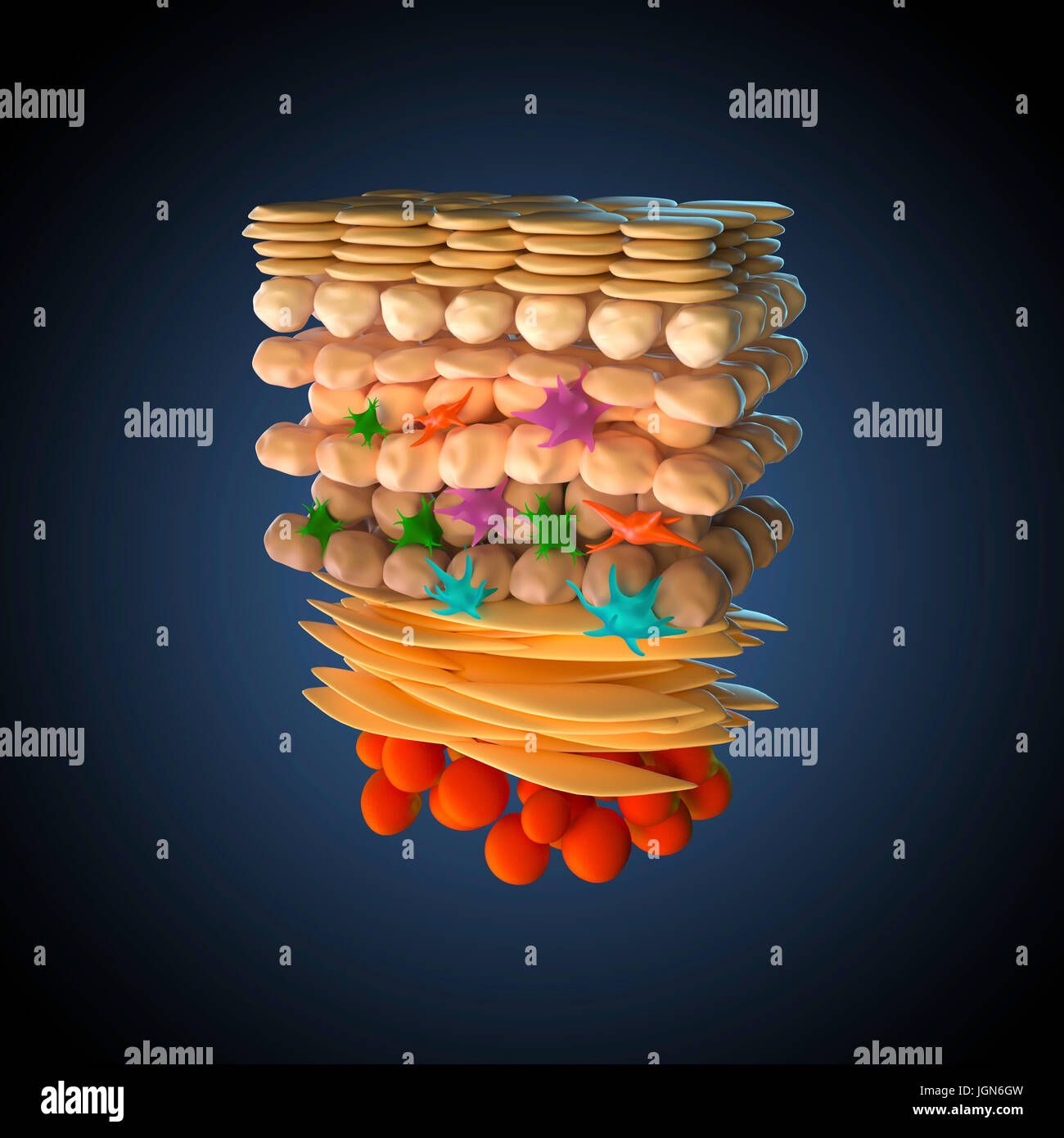 Illustration of a cross-section through human skin. At bottom are ...