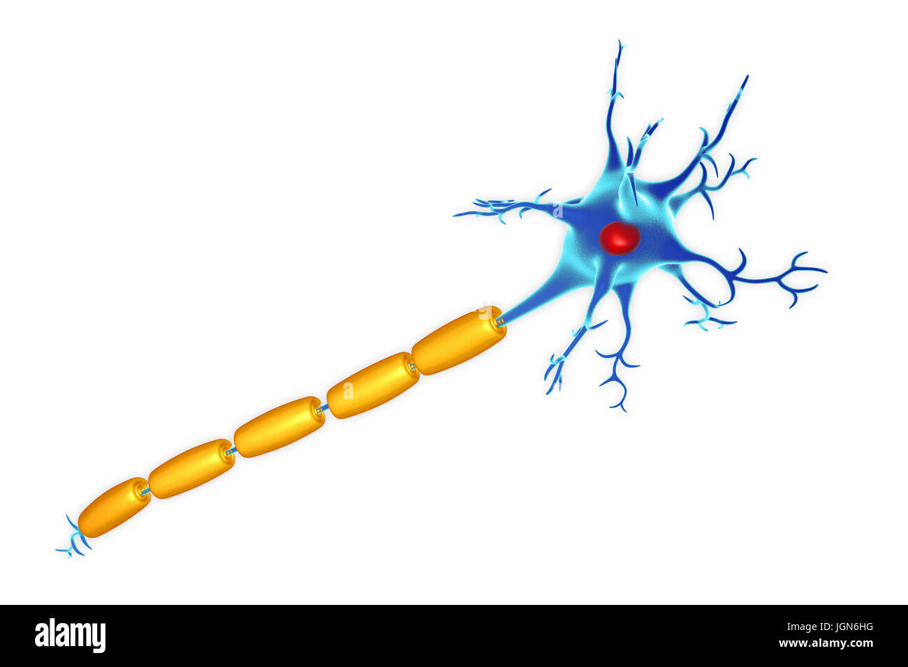 Illustration of a nerve cell (neuron) with a myelin sheath (yellow ...