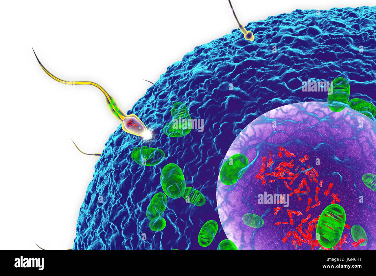 Fertilisation. Illustration of a sperm cell fertilising an egg cell ...