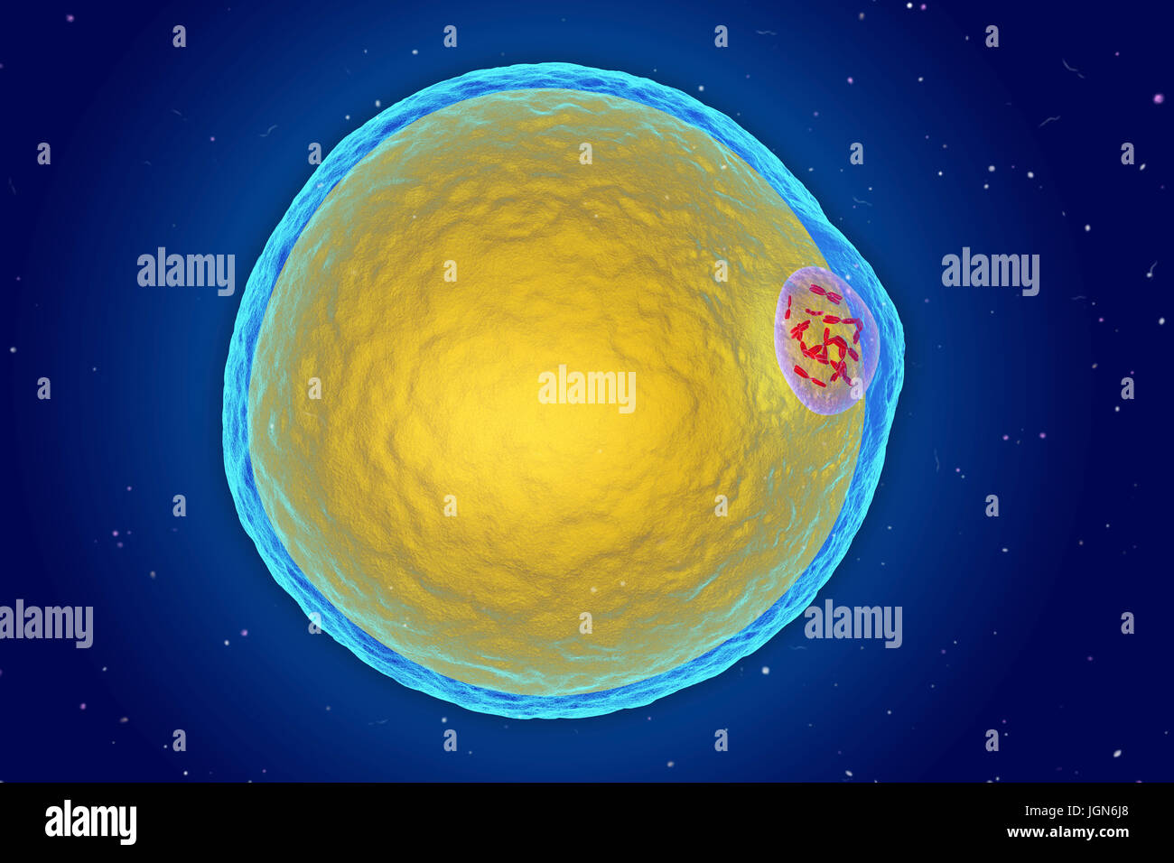 Illustration of a fat cell (adipocyte Stock Photo - Alamy