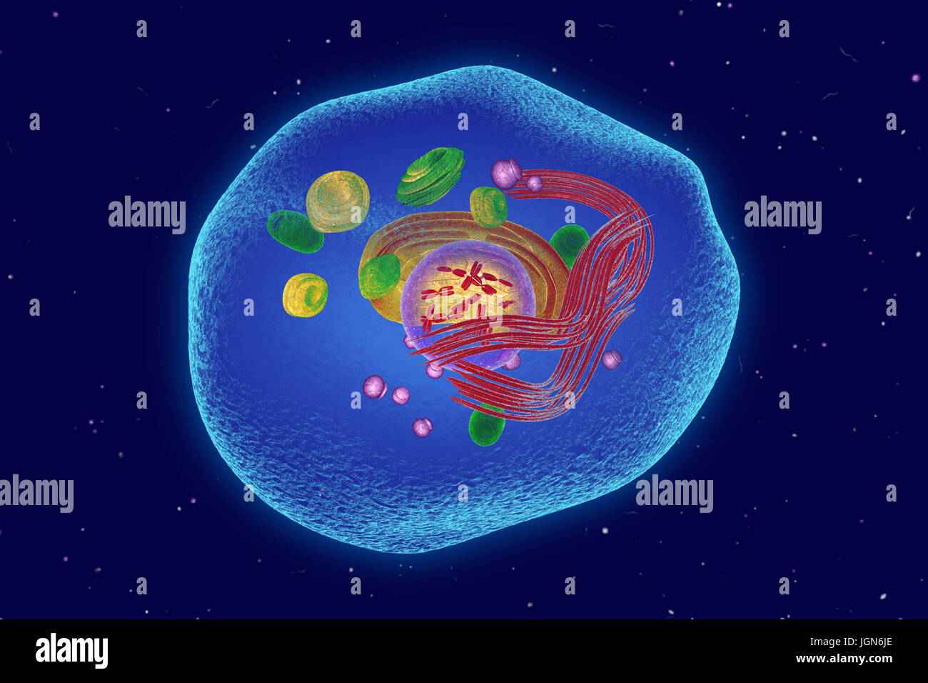 Keratinocyte skin cell, illustration. This cell is from the epidermis ...