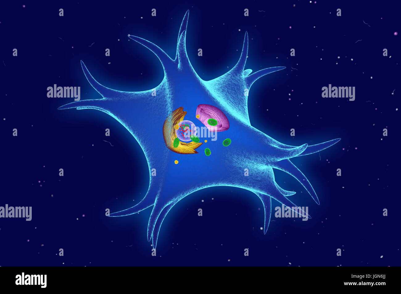 Illustration of a melanocyte from the skin. Melanocytes produce the ...