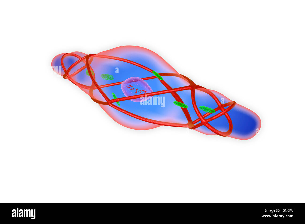 Muscle cell hi-res stock photography and images - Alamy