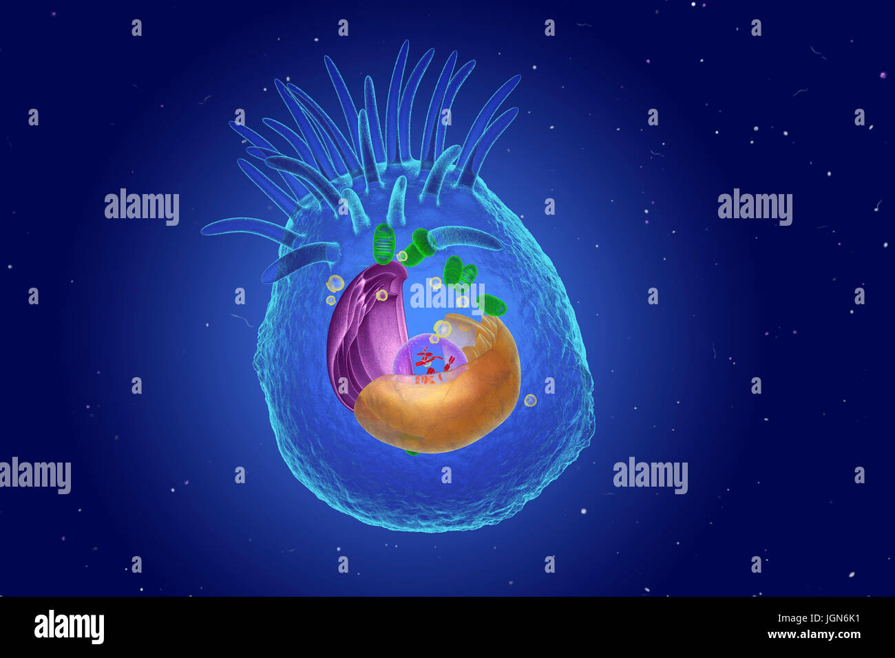Animal cell High Resolution Stock Photography and Images - Alamy