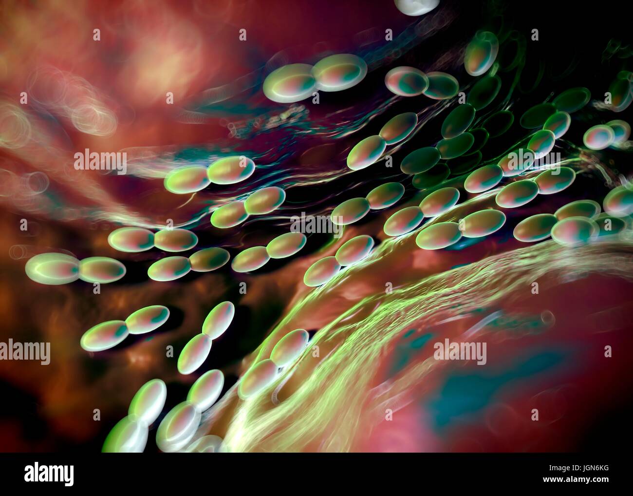 Acetobacter bacteria, illustration Stock Photo - Alamy