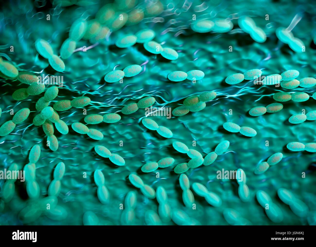 Acetobacter bacteria, illustration Stock Photo - Alamy