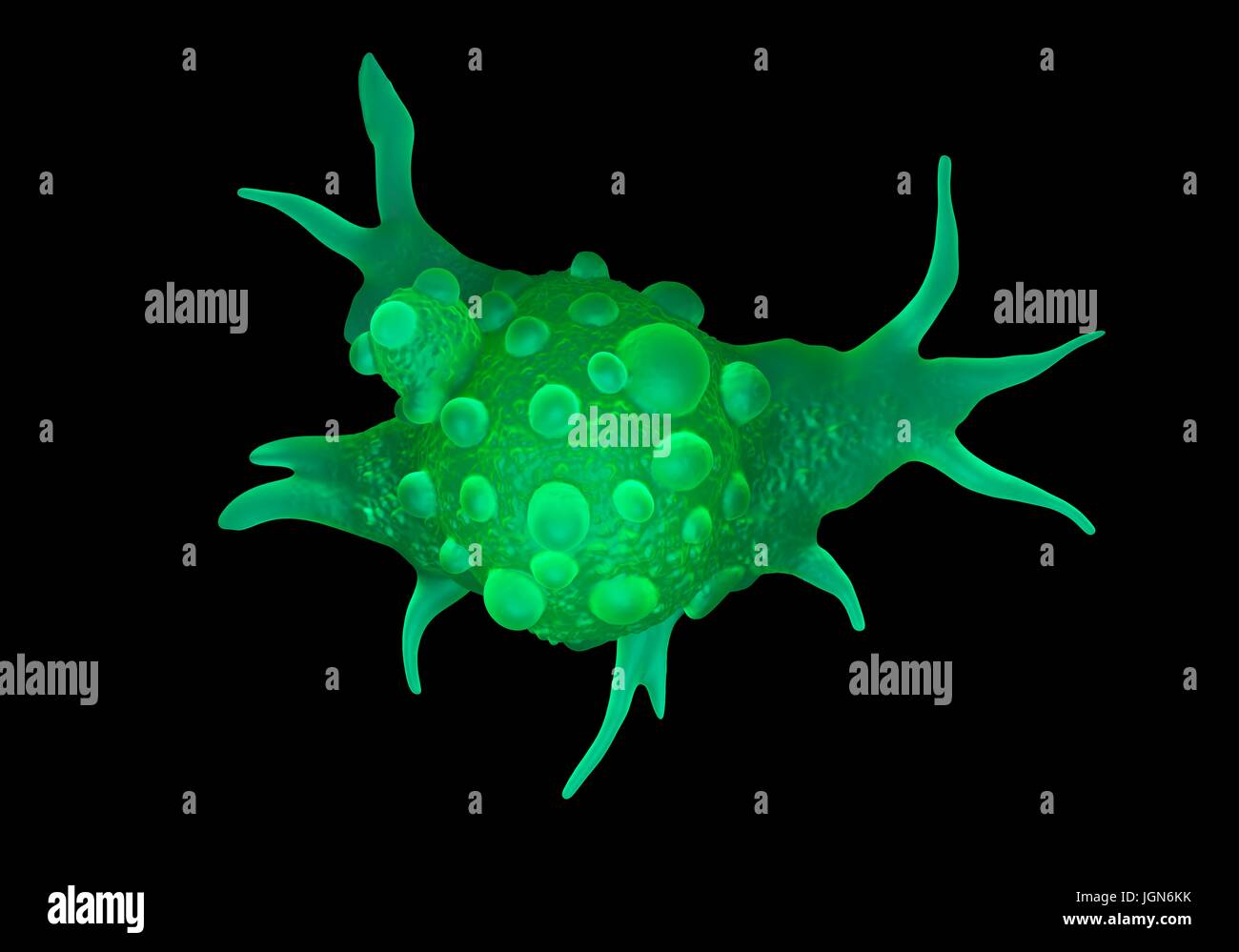 Bladder cells cells hi-res stock photography and images - Alamy