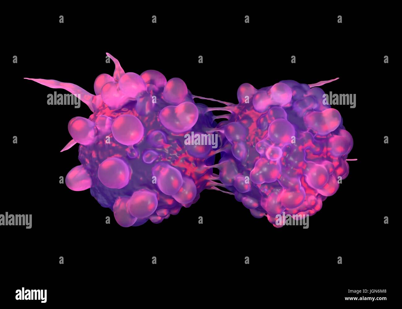 Dividing bladder cancer cells hi-res stock photography and images - Alamy