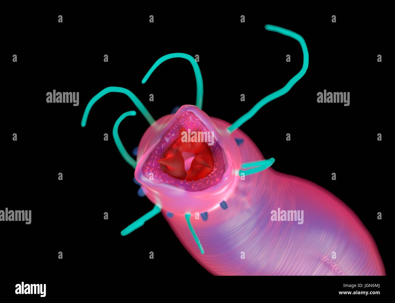 Nematode worm, illustration Stock Photo - Alamy