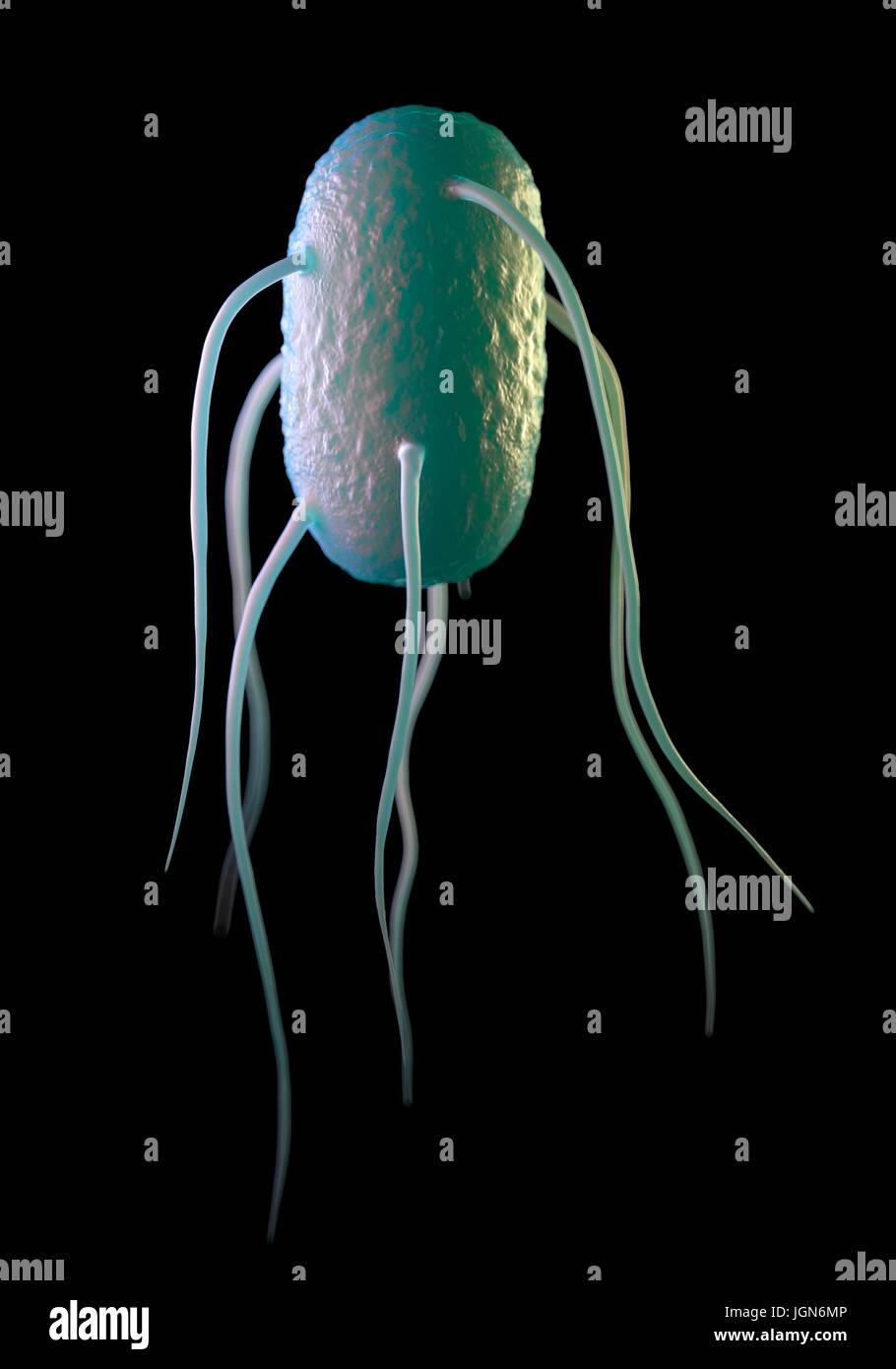 Salmonella enteritidis bacterium, illustration Stock Photo - Alamy Salmonella enteritidis bacterium, illustration Stock Photo - Alamy