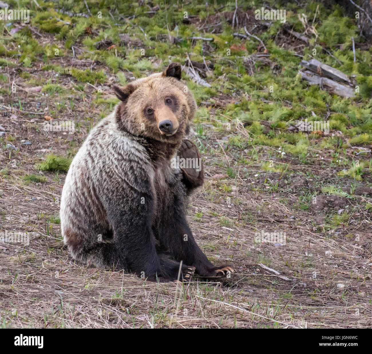 Grizzly bear scratching hi-res stock photography and images - Alamy