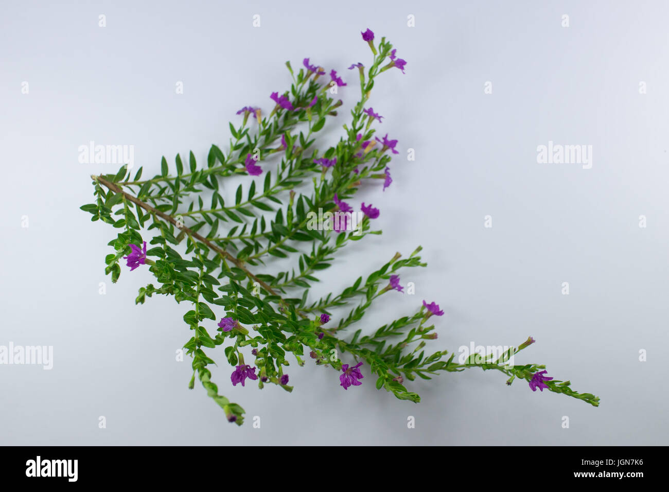 False heather hi-res stock photography and images - Alamy