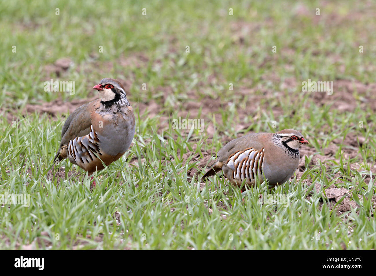 Red legged partridge scotland hi-res stock photography and images - Alamy