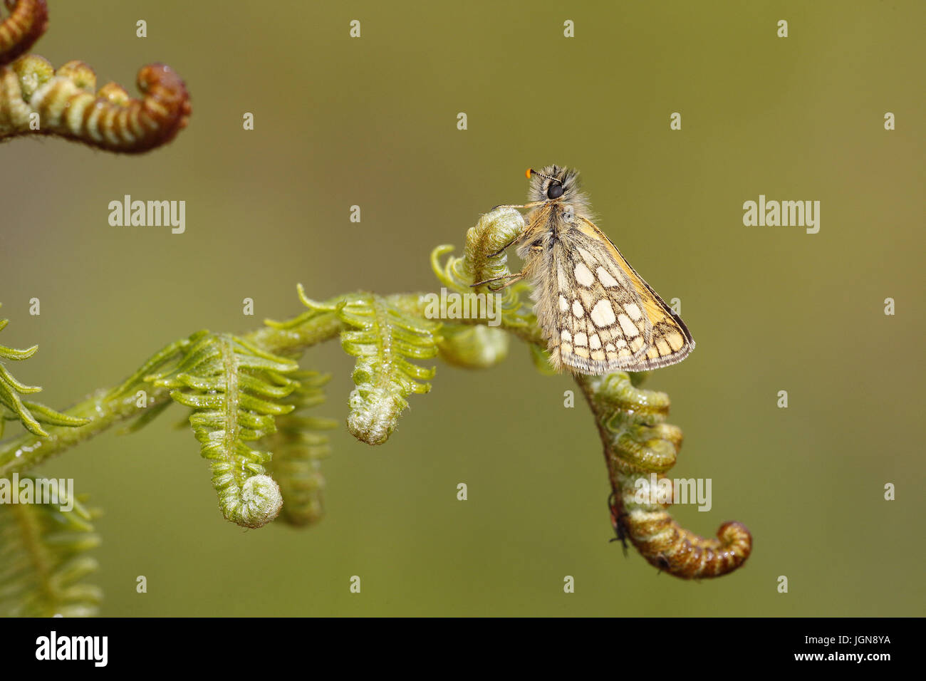 Chequered skipper butterfly scotland hi-res stock photography and ...
