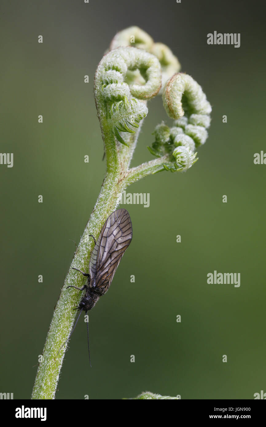 Alderfly, Sialis lutaria Stock Photo - Alamy