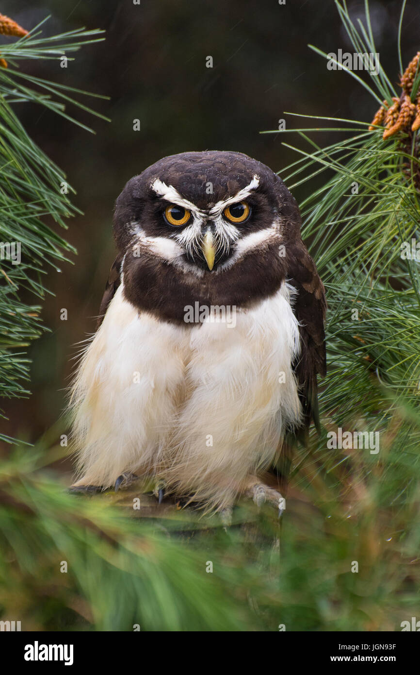Tropical owl species hi-res stock photography and images - Alamy