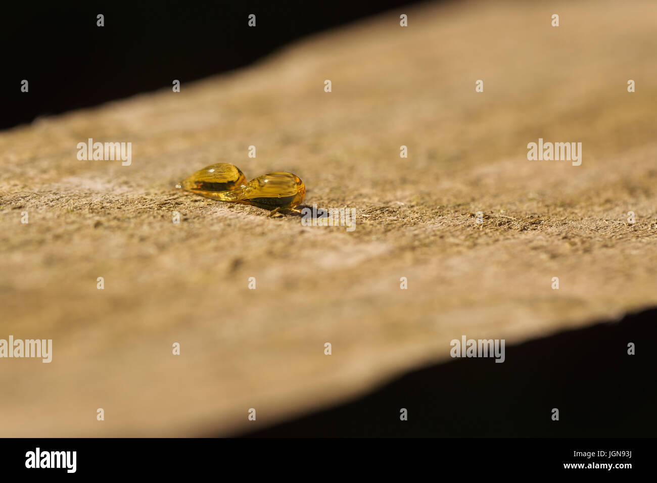 Liquid amber tree hi-res stock photography and images - Alamy