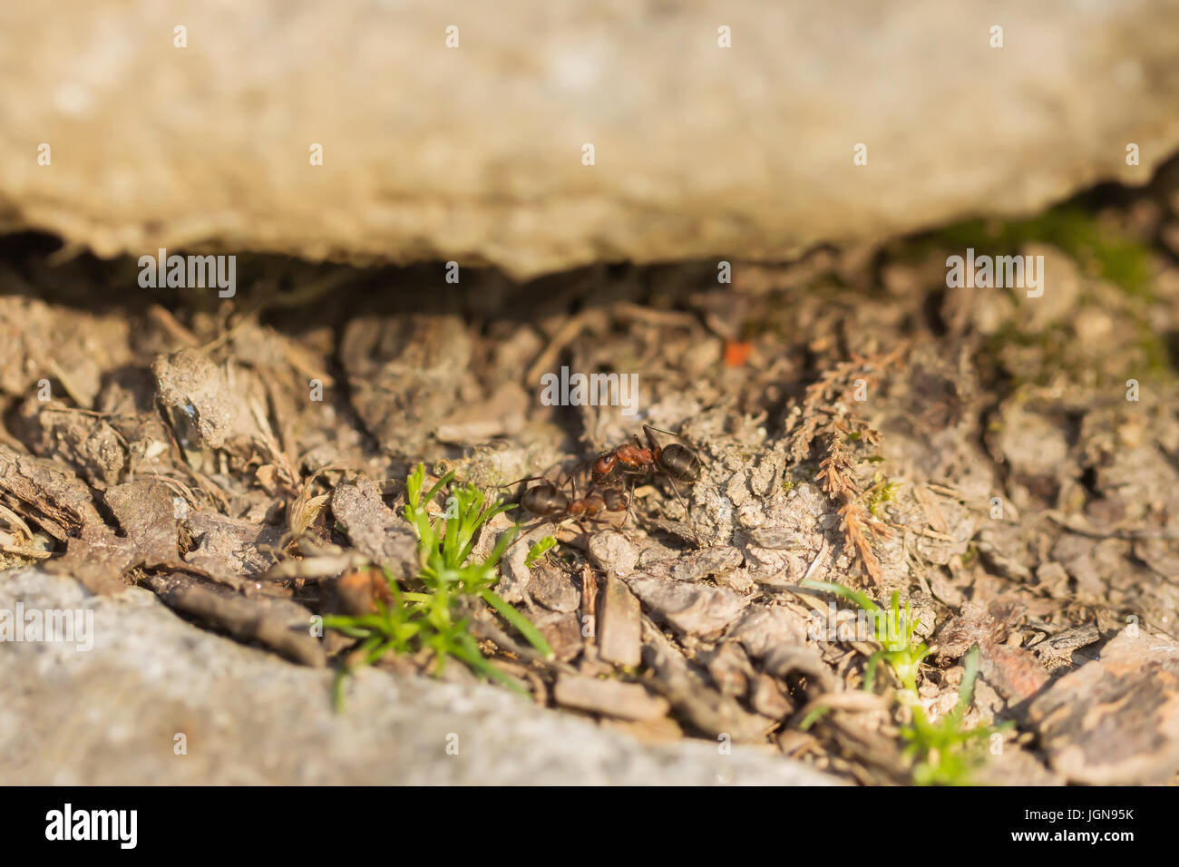 Ants helping hi-res stock photography and images - Alamy