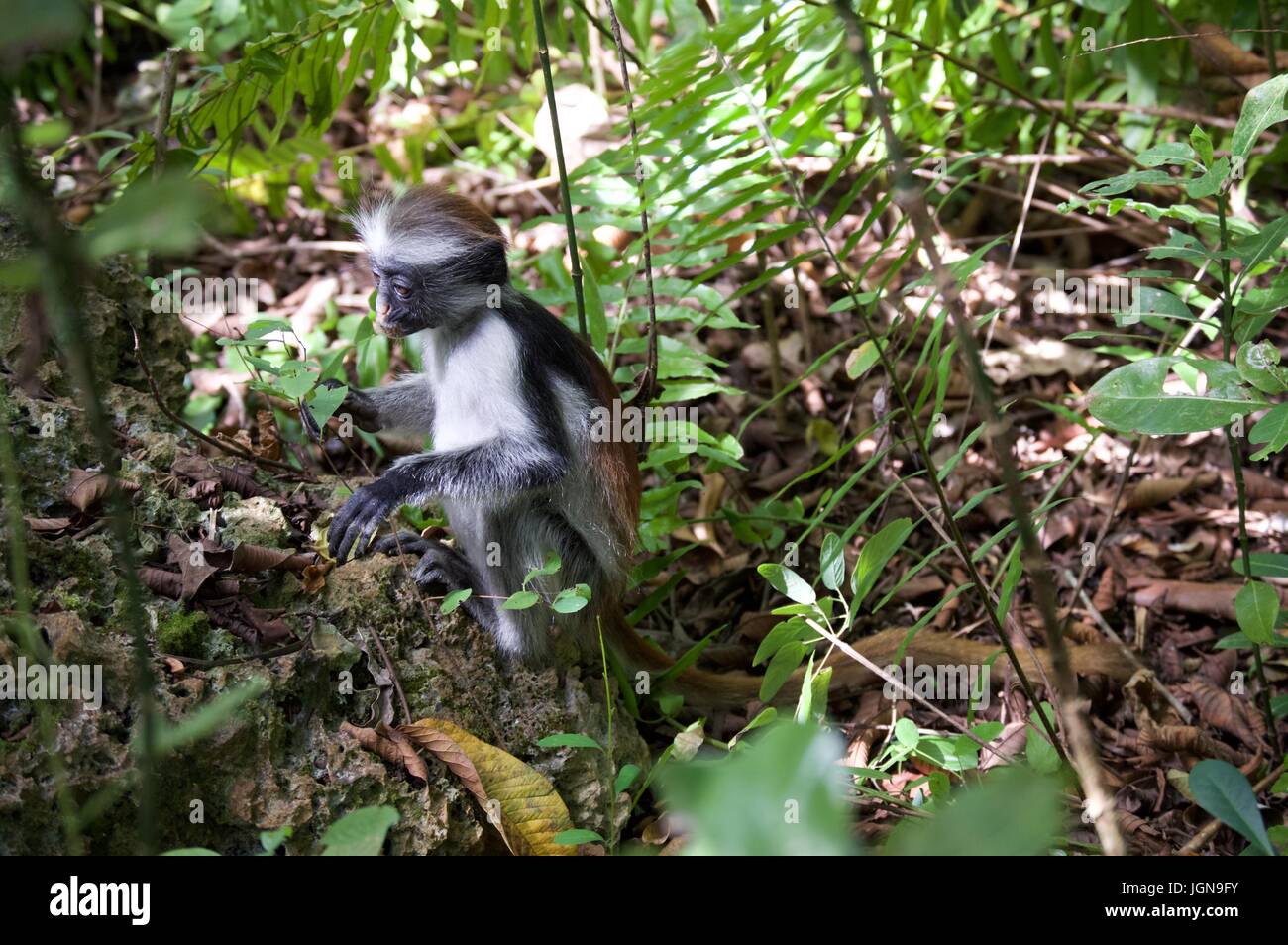 Baby Red Colobus monkey eating in Jozani Forest, Zanzibar Stock Photo ...