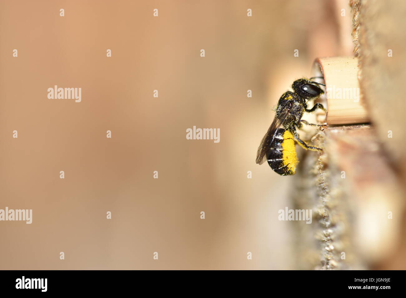 Solitary resin bee (Heriades crenulatus) bringing pollen of aster ...