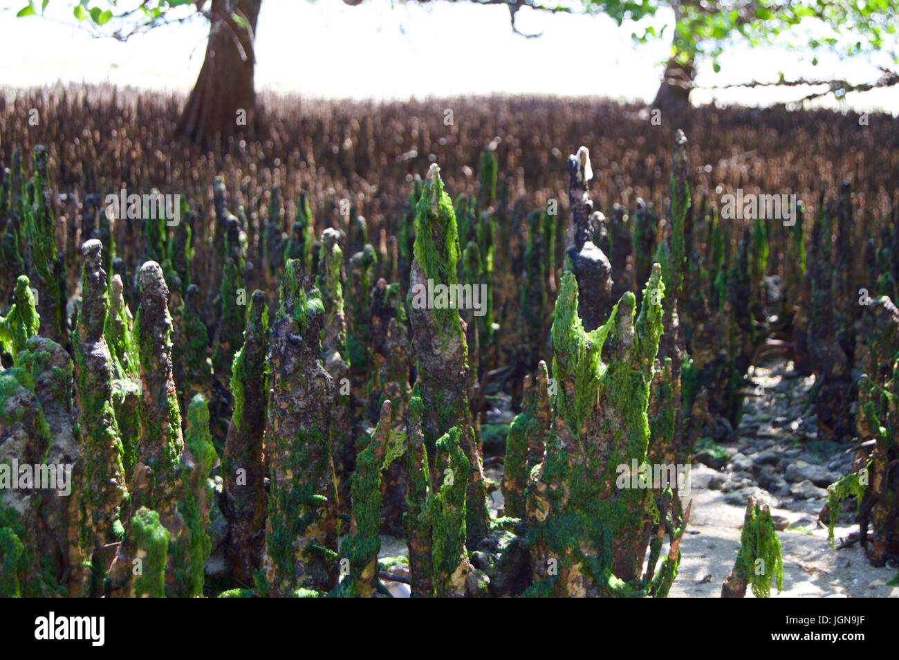 Mangrove roots on beach near Stone Town, Zanzibar Stock Photo - Alamy