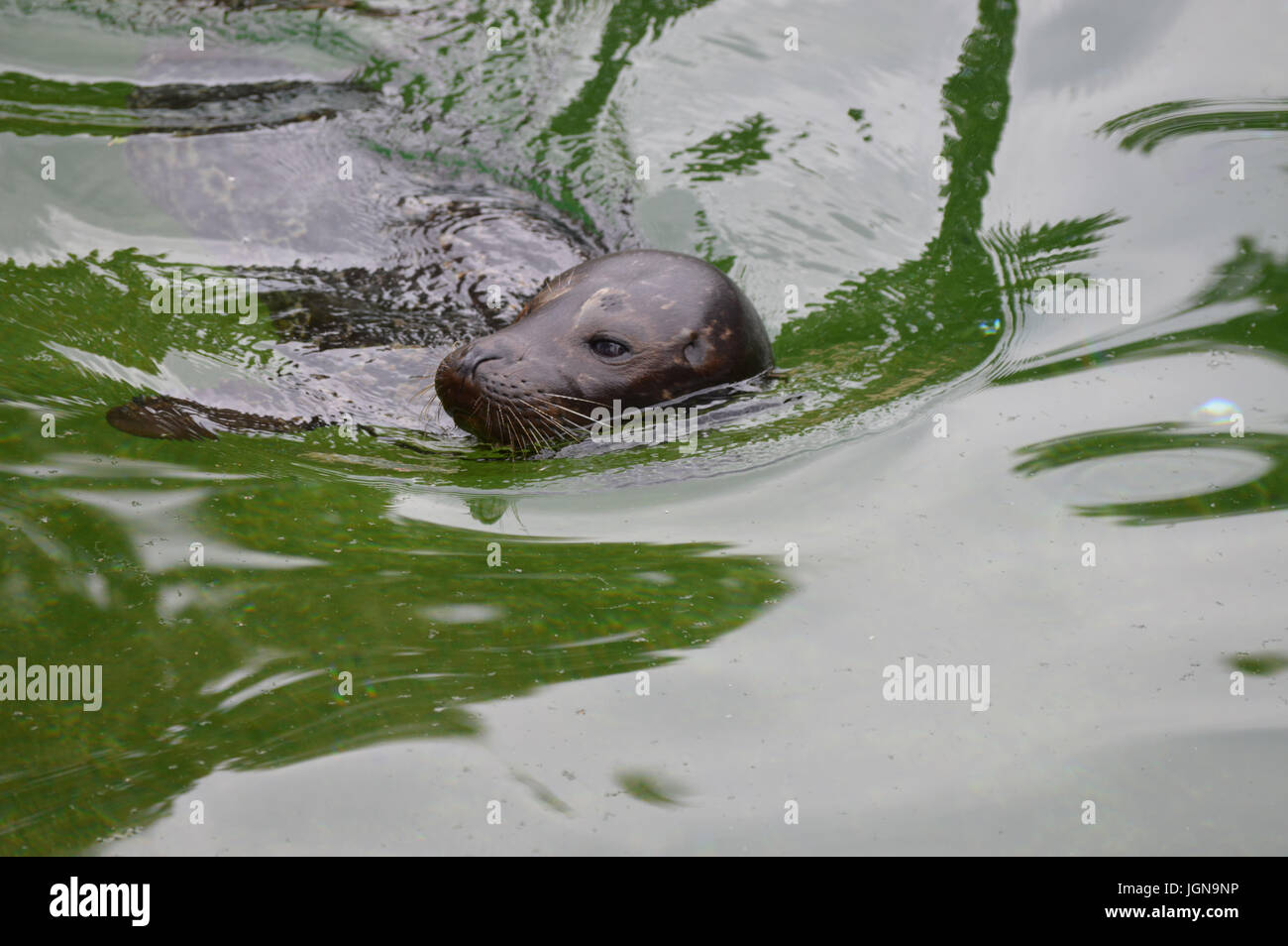 Harbor seal face hi-res stock photography and images - Alamy